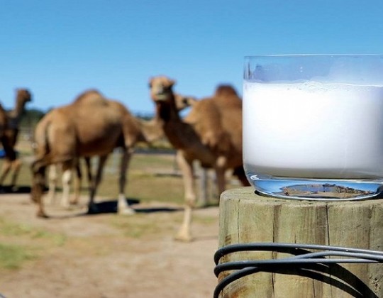 Sữa Hoàng Gia Úc - Royal AUSNZ